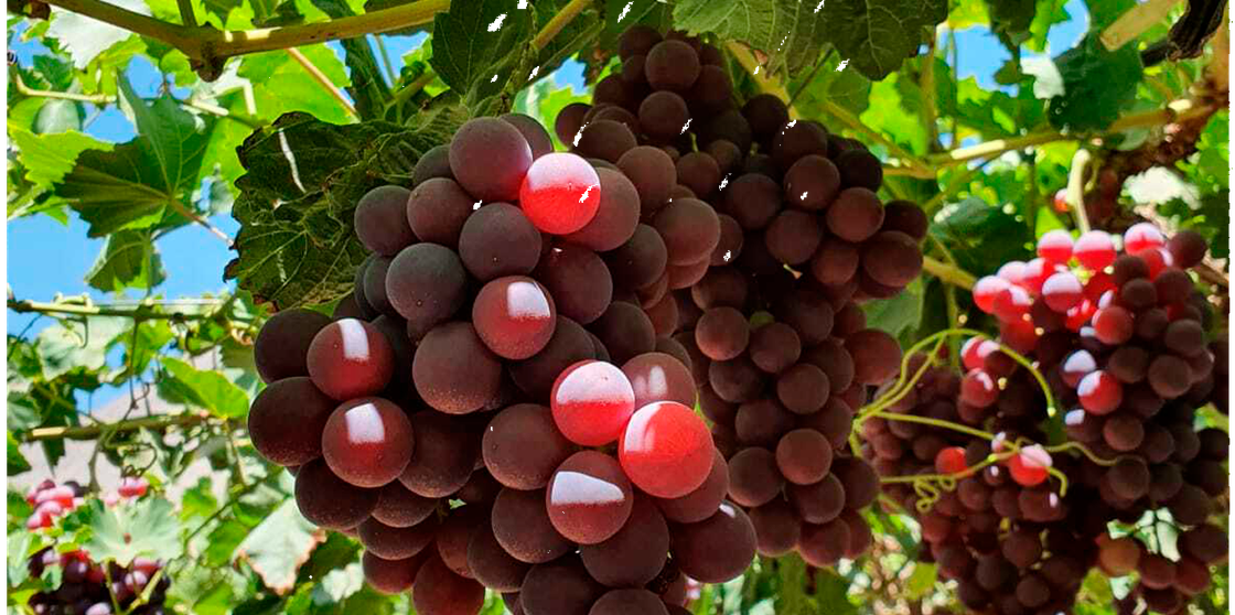 Grapes from Agricola HC in Chile - Social Marketplace | Tridge