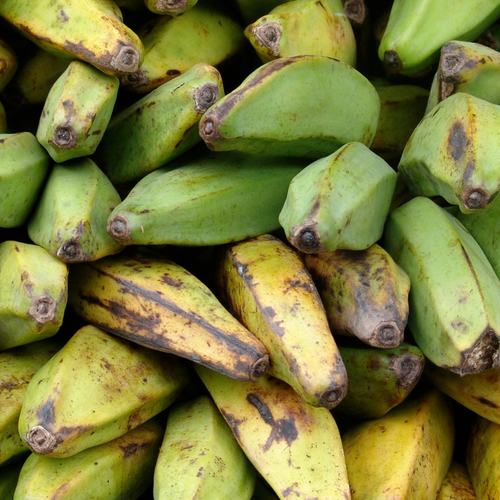 Fresh Plantains from East Colombia Trading Company in United States ...
