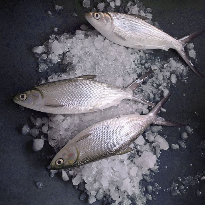 Frozen Whole Milkfish Offers From Taiwan