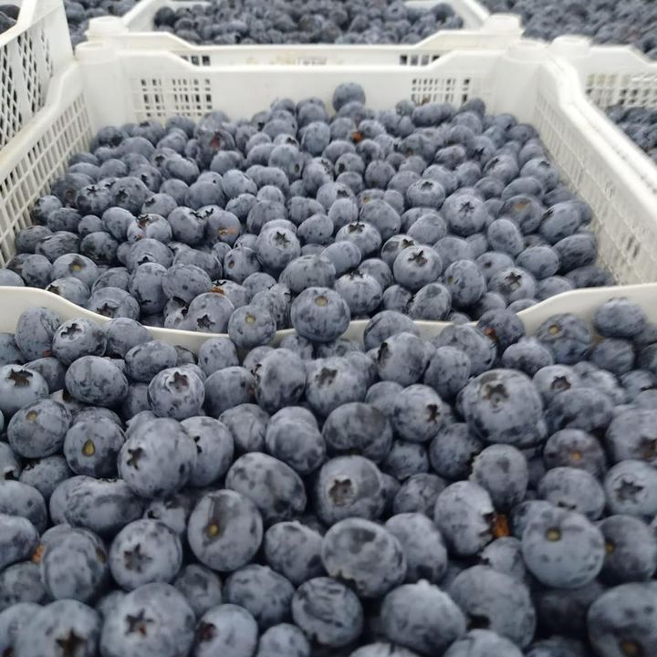 Blueberry Offers From Peru - Tridge
