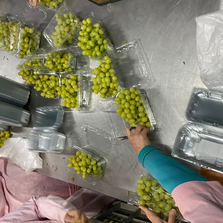 Fresh Table Grape Offers From Morocco