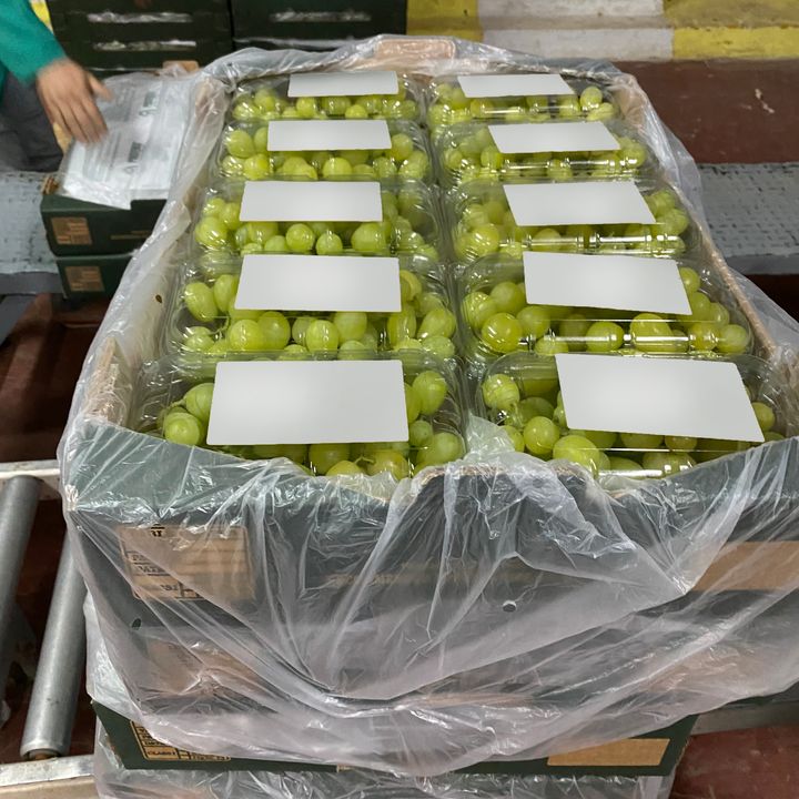 Fresh Table Grape Offers From Morocco