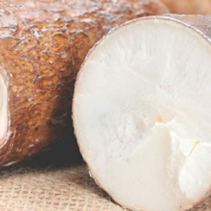 Ofertas de Mandioca (yuca) fresca de Costa Rica - Tridge