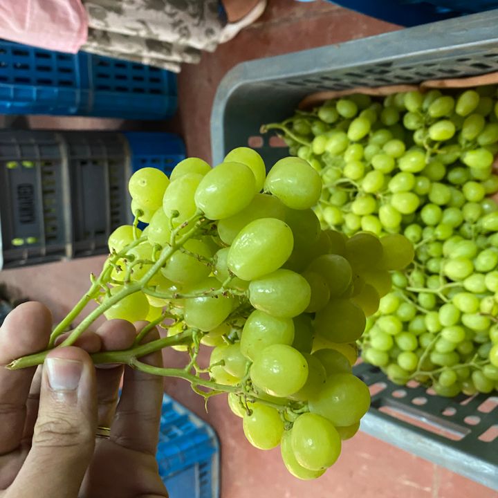 Fresh Table Grape Offers From Morocco