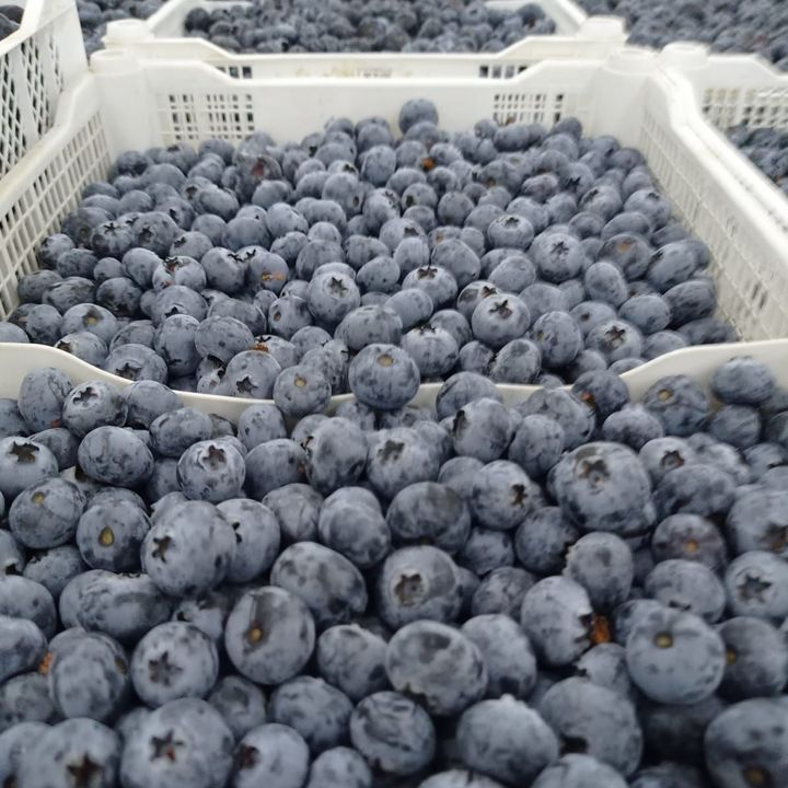 Blueberry Offers From Peru - Tridge